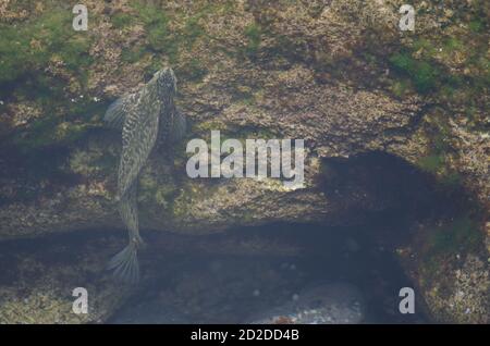 Rock-pool blenny Parablennius parvicornis in a puddle of the coast ...