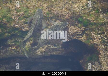 Rock-pool blennies Parablennius parvicornis in a puddle of the coast ...