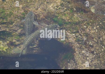 Rock-pool blennies Parablennius parvicornis in a puddle of the coast ...
