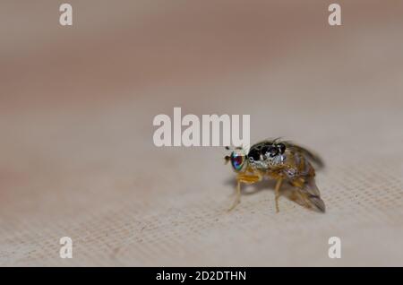 Mediterranean fruit fly or medfly (Ceratitis capitata) fly larva in ...