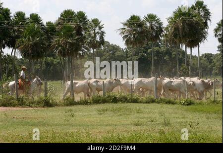 Cattle on a ranch in the Pantanal of Brazil Stock Photo - Alamy