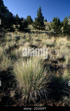 Juniper hillside on Rim Trail, Crooked Wild and Scenic River corridor ...