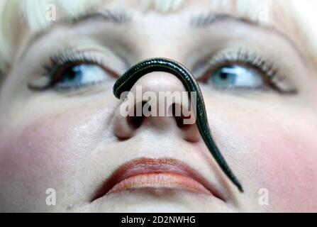 The medical leech and a close up Stock Photo - Alamy