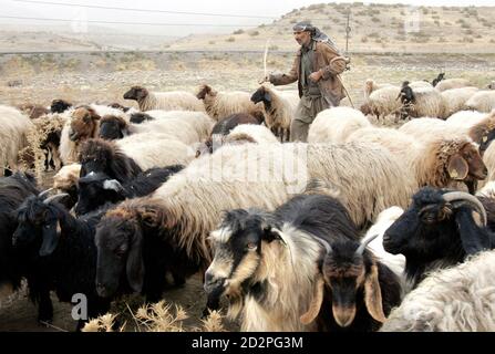 sheep shepherd in Northern Iraq Stock Photo - Alamy