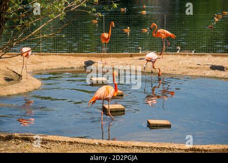 Feeding of pink flamingos, Moscow Zoo Stock Photo - Alamy