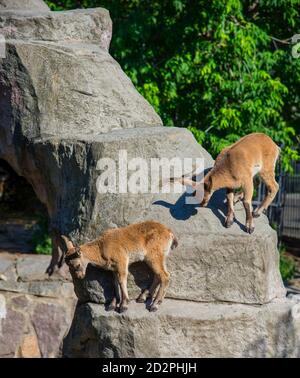 Goatlings in Moscow Zoo, Russia Stock Photo - Alamy