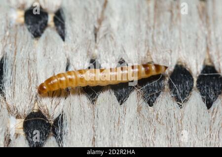 Lesser Mealworm Beetle (Alphitobius diaperinus), beetle and larva on ...