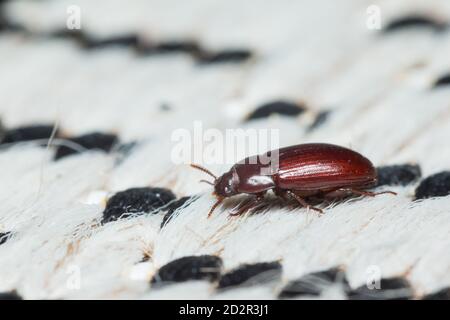 Lesser Mealworm Beetle (Alphitobius diaperinus), beetle and larva on ...