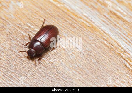 Lesser Mealworm Beetle (Alphitobius diaperinus), beetle and larva on ...