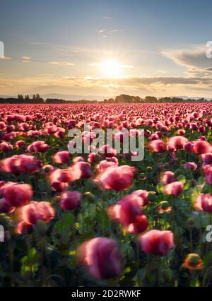 Flower field at sunset. Spring purple and pink lupine flowers in green ...