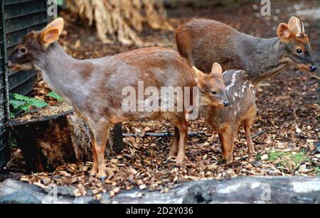 Southern pudu, Pudu pudu, is world's smallest deer (9-15 kg) lives in ...