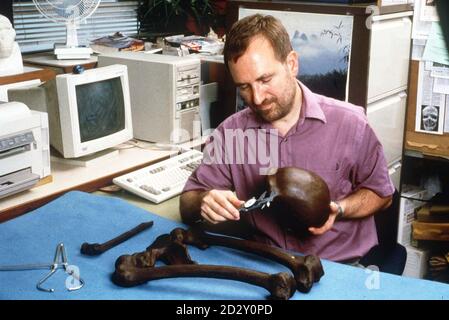 Neanderthal Man Skeleton Stock Photo - Alamy
