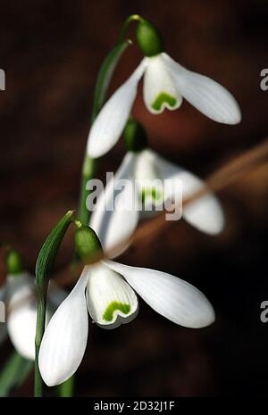 General view of snowdrop Sam Arnott at BlueBell Arboretum, Smisby ...