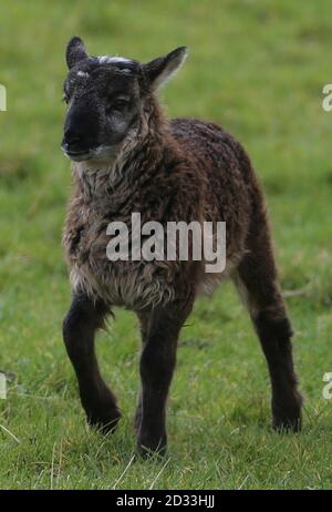 The as yet un-named Geep (a cross breed of a goat and a sheep) with its ...