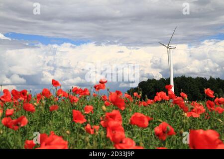 wind power and red flowers (nice czech landscape Stock Photo - Alamy