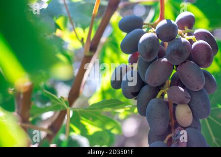 grapes and figs growing in garden Stock Photo - Alamy