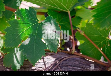 grape tree growing in garden Stock Photo - Alamy
