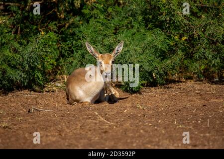 The mountain gazelle or the Palestine mountain gazelle (Gazella gazella ...