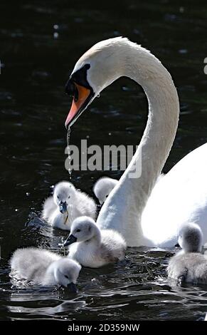 A swan and eight cygnets swim on the Grand Canal in Athy, Co Kildare ...