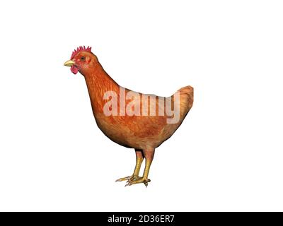 Chicken is cackling and tripping in the yard Stock Photo - Alamy