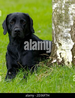 Weasel (Mustela nivalis) Juvenile orphan,in care Stock Photo - Alamy