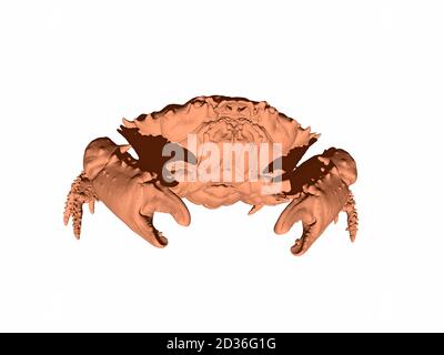 crusty beach crab with scissors Stock Photo - Alamy