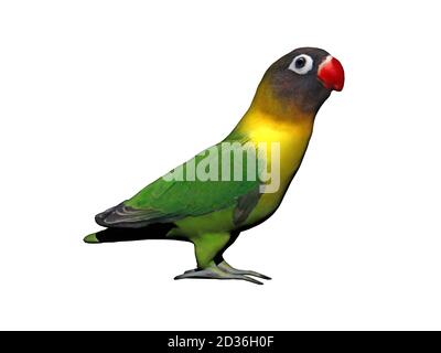 colorful parrot sits on wand Stock Photo - Alamy