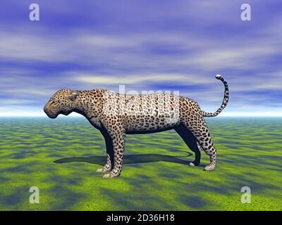 muscular leopard in the steppe Stock Photo - Alamy