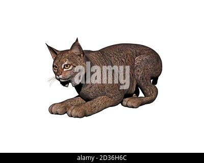 heavy muscular puma jumping Stock Photo - Alamy