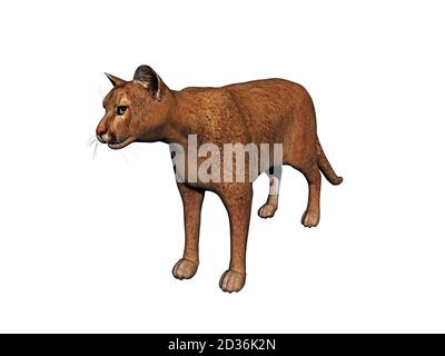 heavy muscular puma jumping Stock Photo - Alamy