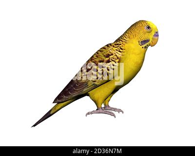 colorful canary sits and warbles Stock Photo - Alamy