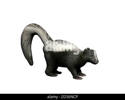 nimble striped skunk with raised tail Stock Photo - Alamy
