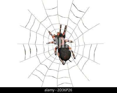 big fat spider in round spider web Stock Photo - Alamy