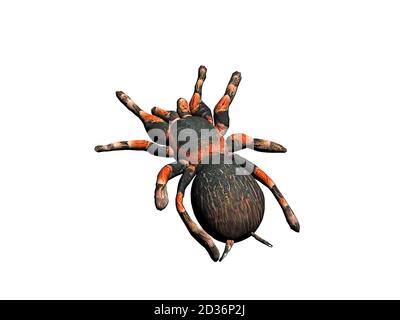 big fat spider in round spider web Stock Photo - Alamy