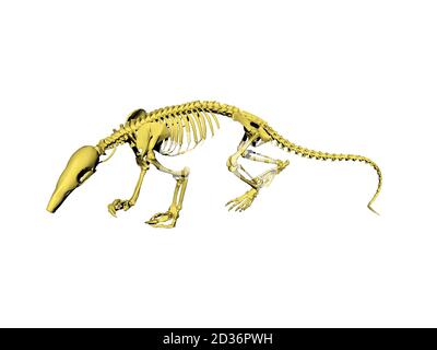 Skeleton of a rat with a long tail Stock Photo - Alamy
