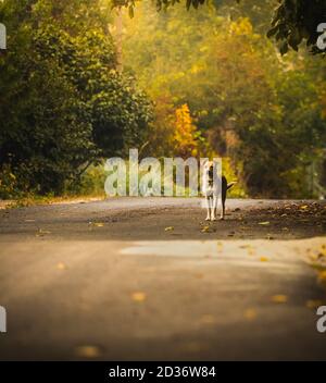 Yellow stray dog walking on the sandy beach Stock Photo - Alamy