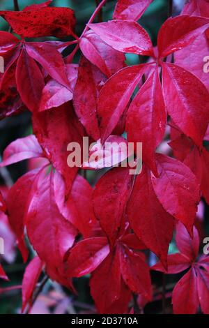 Red leaves of Virginia creeper (Parthenocissus quinqefolia) entwine at ...