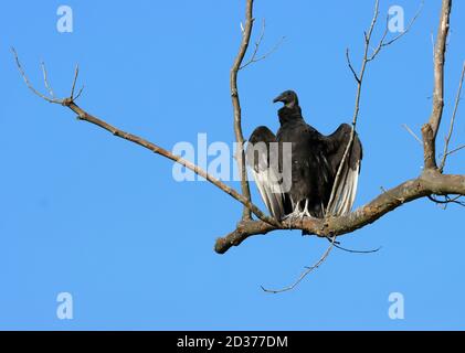 Cary, North Carolina, USA. 7th Oct, 2020. A Black Vulture spreads its ...