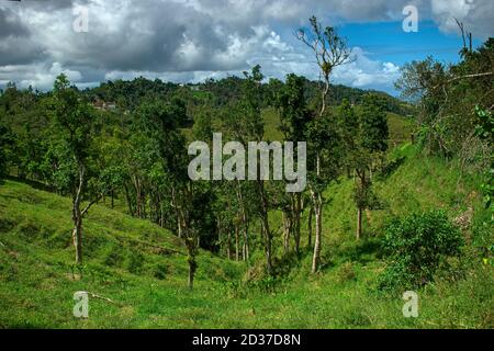 Mountains of Cayey, Puerto Rico Stock Photo - Alamy