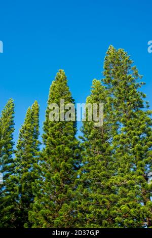 A Norfolk Island Pine tree near Lake Kivu in Kibuye, Rwanda Stock Photo ...