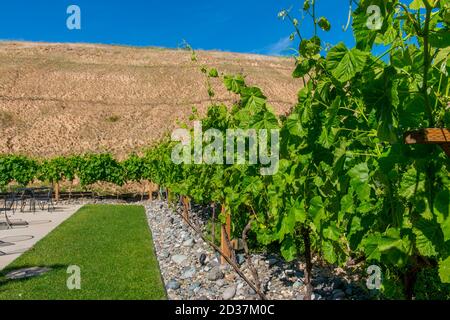 Grape vines growing at Merry Cellars winery in Pullman in Whitman ...