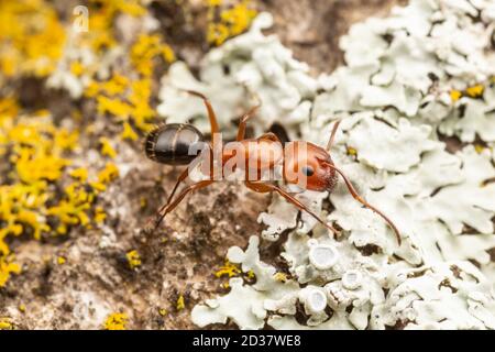 Carpenter Ant (Camponotus discolor Stock Photo - Alamy