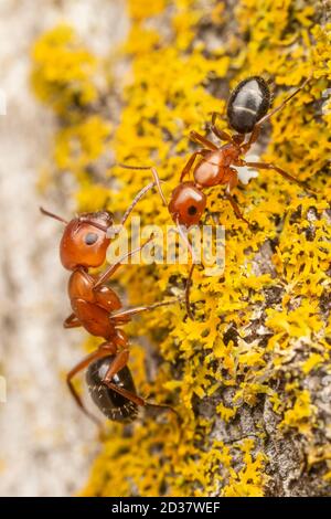 Carpenter Ant (Camponotus discolor Stock Photo - Alamy