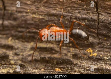 Carpenter Ant (Camponotus discolor Stock Photo - Alamy