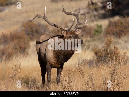 Elk herds during rut season in Rocky Mountain National Park Stock Photo ...