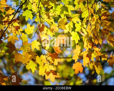 Sugar maple leaves. Thatcher Woods Forest Preserve, Illinois Stock ...