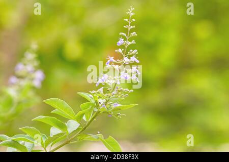 Close up white flower Vitex trifolia Linn or Indian Privet is herb in ...