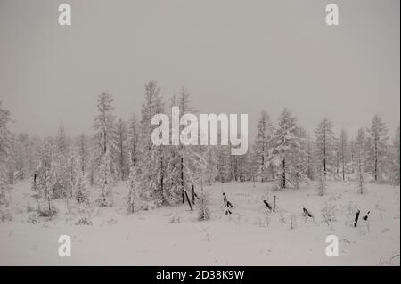 Remains of Soviet concentration camp/gulag barbed wire fence in Russia ...