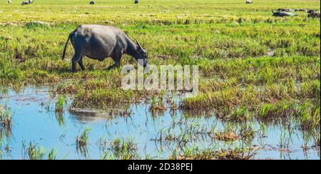 Buffalo standing in a field grasses, rice field background Stock Photo ...