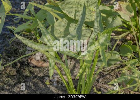 aquatic plant Arrowhead, arrowhead, duck potato, katniss or Omodaka ...